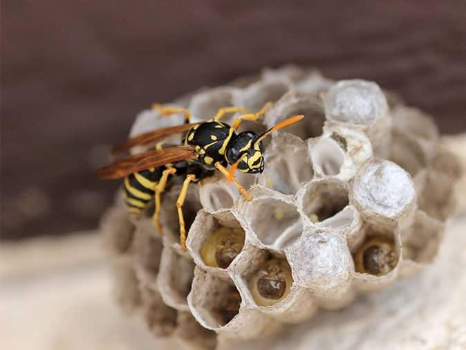 6 most common pest around the home - Deft Pest Solutions